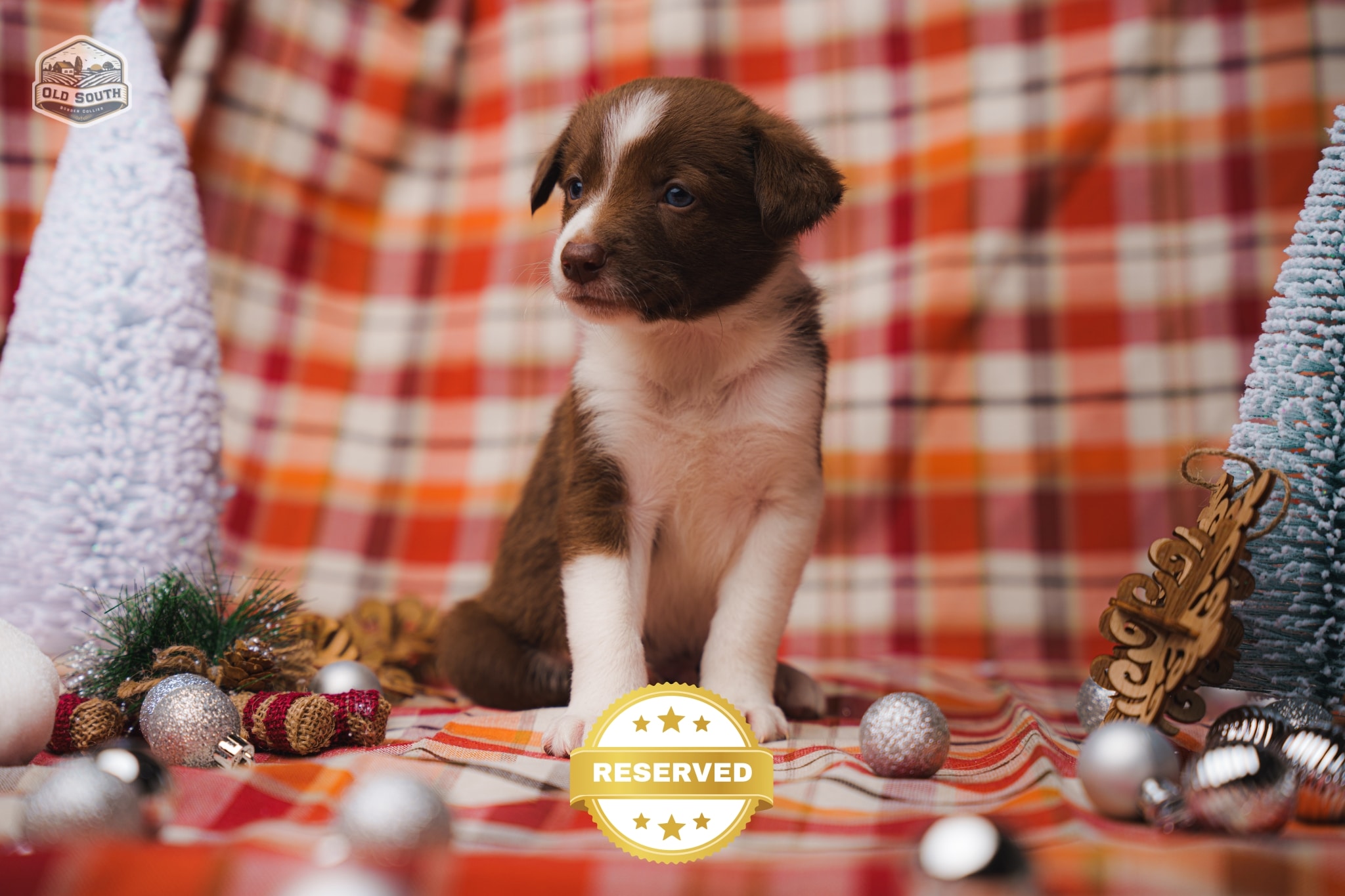 Border Collie in South Carolina - Purebred | Ready December 14 - Old ...