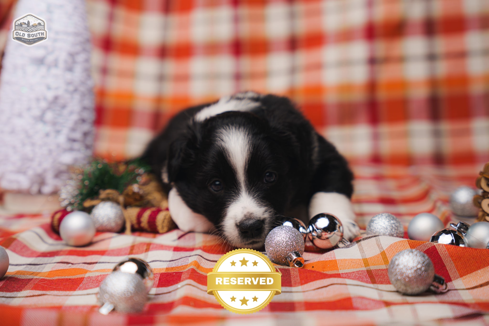 Border Collie in South Carolina - Purebred | Ready December 14 - Old ...