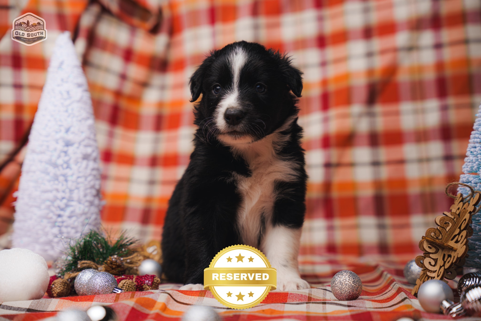 Border Collie in South Carolina - Purebred | Ready December 14 - Old ...