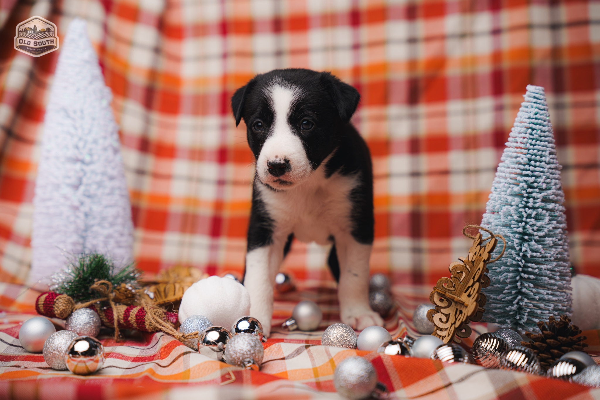 Border Collie in South Carolina - Purebred | Ready December 14th - Old ...