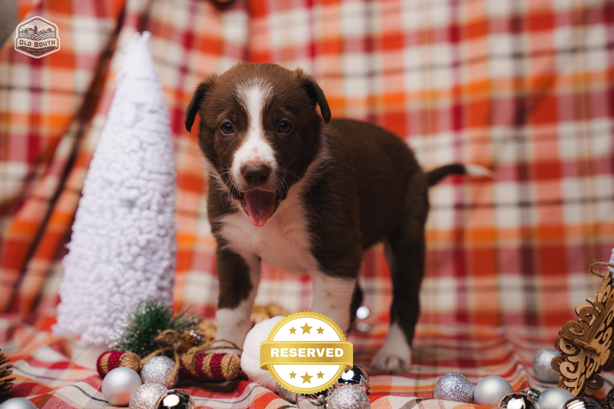 Border Collie in South Carolina - Purebred | Ready December 14 - Old ...